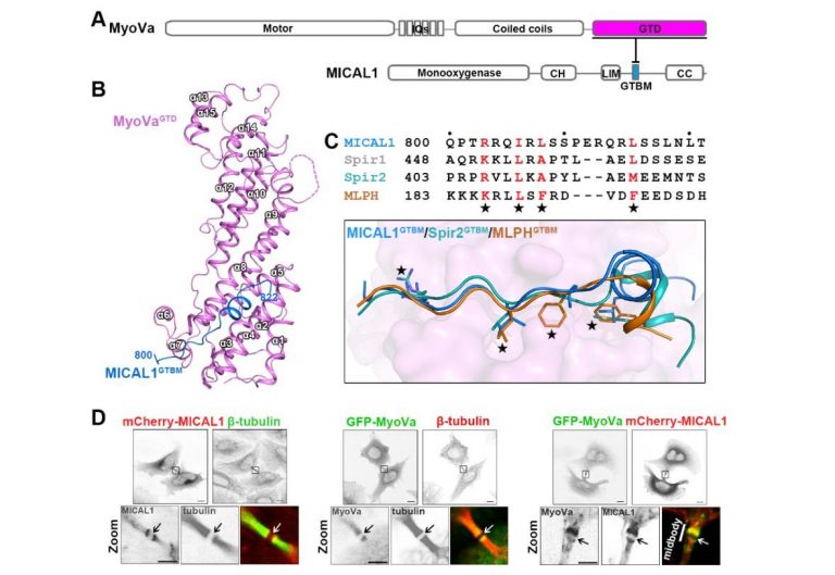 SUSTech researchers reveal a novel mechanism of intracellular logistics