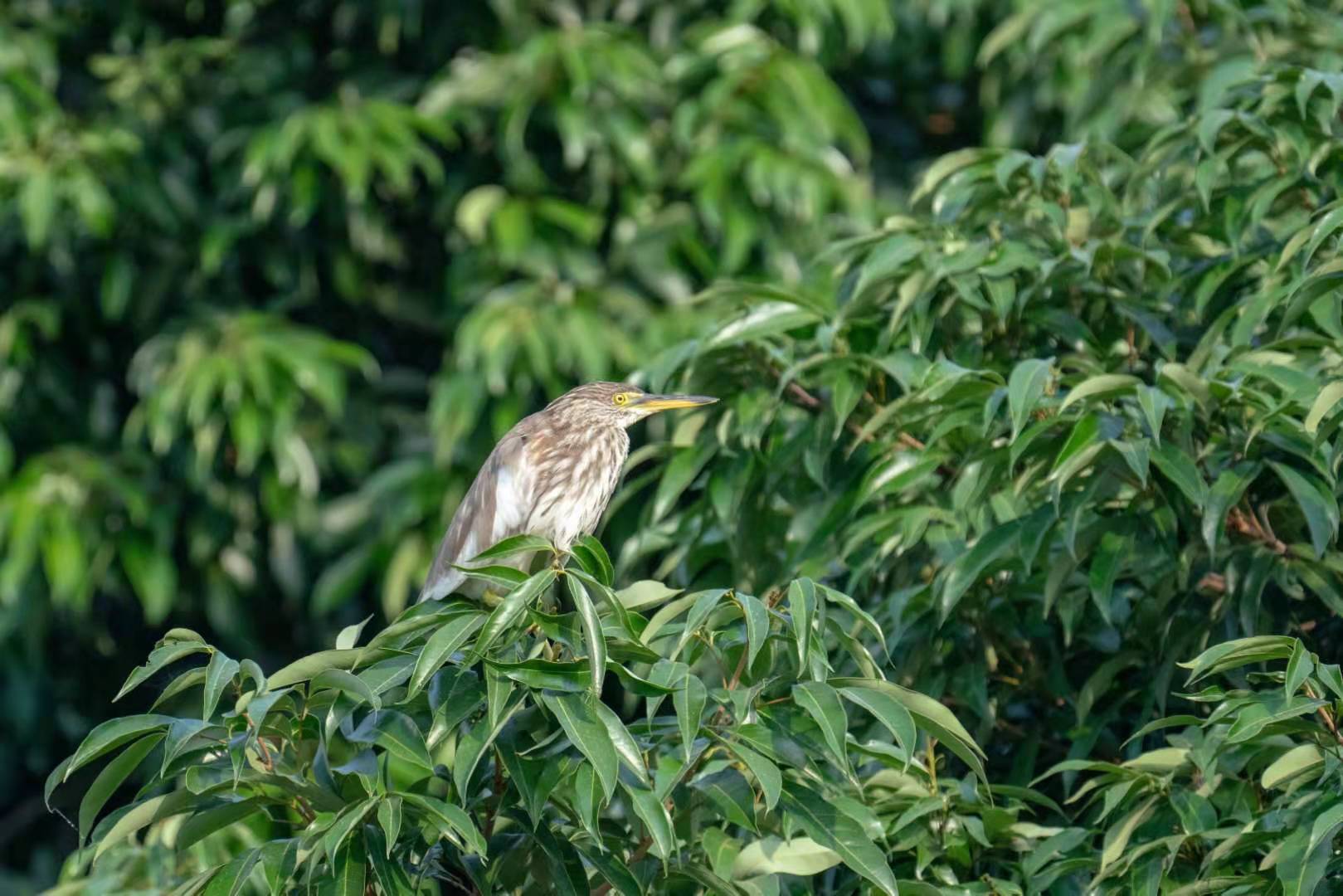 A beautiful spring morning walk on campus