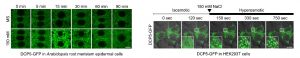 Researchers uncover cytoplasmic osmosensing mechanism mediated by DCP5 ...